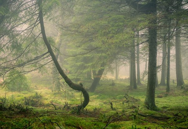 Ultimate Guide to Forest Photography – Tips and Tricks