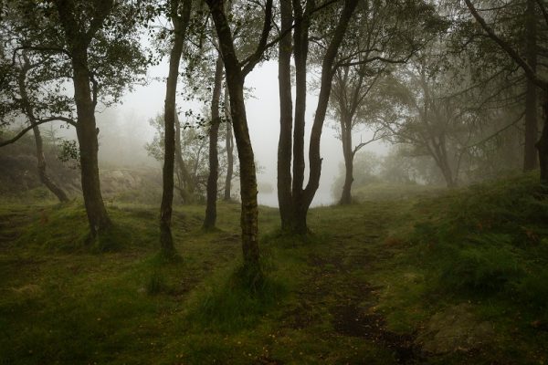 Ultimate Guide to Forest Photography – Tips and Tricks