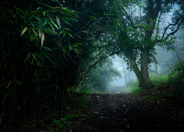 Ultimate Guide to Forest Photography – Tips and Tricks